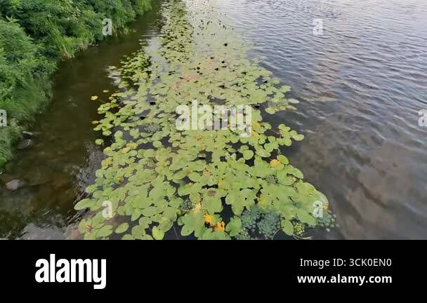 Group large yellow lilies Stock Videos & Footage - HD and 4K Video ...