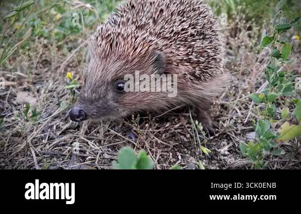 Hedgehog sniffs the smells and shakes his head. Erinaceus europaeus ...