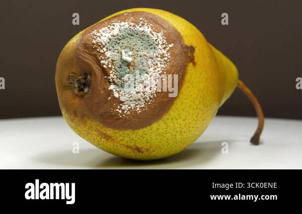 Rotten pear covered with mold rotates on dark background. Rotting ...