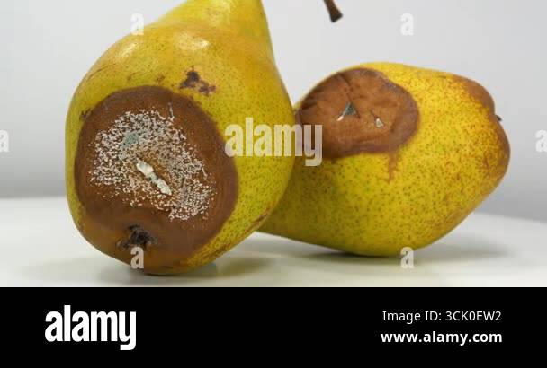 Pears covered with mold. Overripe and rotten pears. Two rotten pears ...