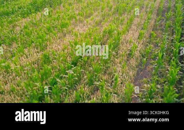 Corn maize fields in British countryside wide 4k drone aerial selective ...