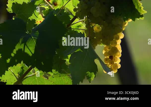Beautiful bunches of white grapes in the Chianti region of Tuscany ...
