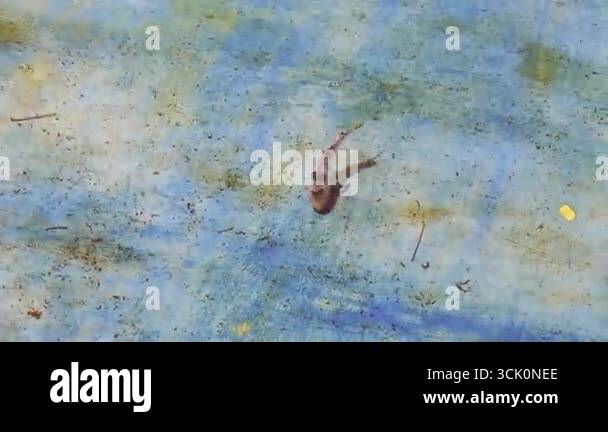 Small Freshwater Fish Swimming in Clear Blue Water of an Old Swimming ...