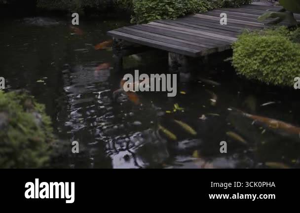 Koi Swimming In The Garden Pond, Elegant koi move through the pond with ...