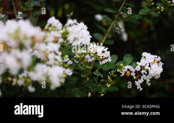White Lantana Tree Blooming In Morning, The white lantana tree sways ...