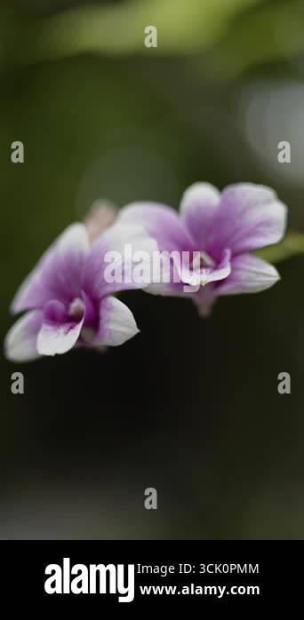 Close Up Of Orchid In Front Yard Garden, footage of a vibrant orchid ...