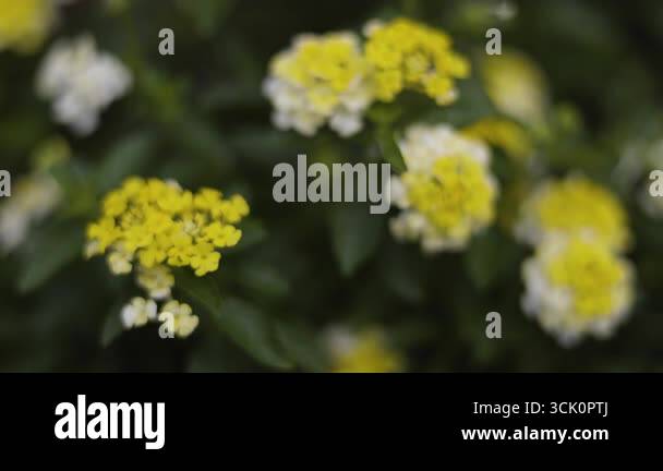 Toddler Wakes Up In Bed In A Daze, Heartwarming cinematic footage ...