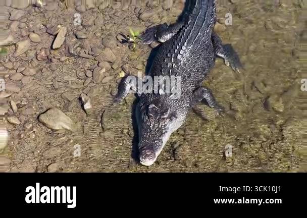 Drone footage captures a saltwater crocodile moving through the shallow ...