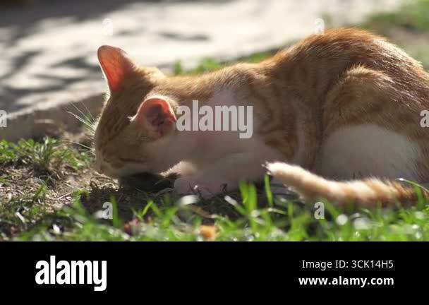 Young domestic cat crouches on lawn and eats a mouse it caught. Warm ...
