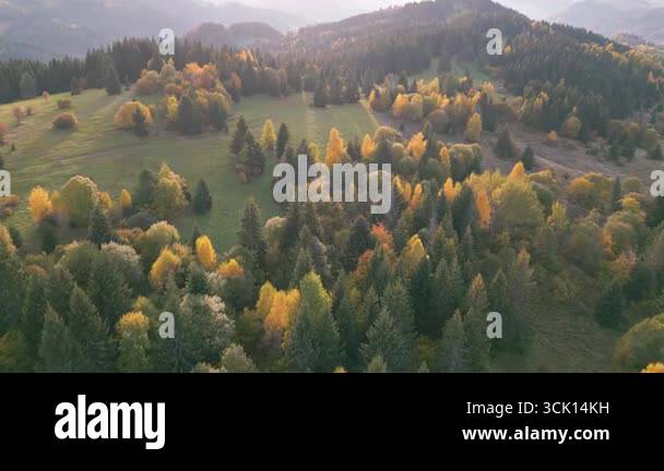 Aerial drone view of colorful autumn forest in countryside nature at ...