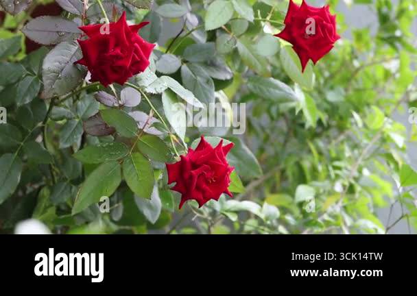 Bright Colorful Red Roses Blooming In The Rose Garden Stock Video ...
