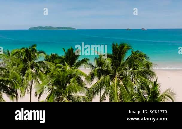 A serene tropical beach lined with tall coconut trees swaying in the ...