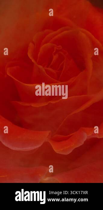 Vertical video. Rose mist. Flower vapor. Defocused red crimson color ...