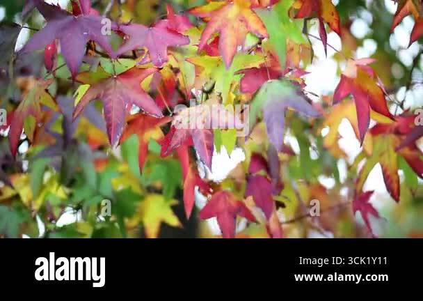 Colorful autumn foliage of a Liquidambar styraciflua, also known as sweetgum tree, with star ...