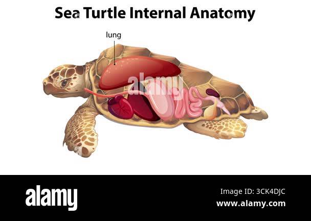 Turtle anatomy Stock Videos & Footage - HD and 4K Video Clips - Alamy