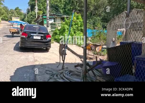 Monkey ascends makeshift structure by roadside Stock Video Footage - Alamy