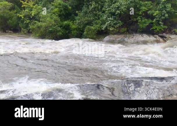 Flooded Forest Stream with Strong Water Flow Stock Video Footage - Alamy