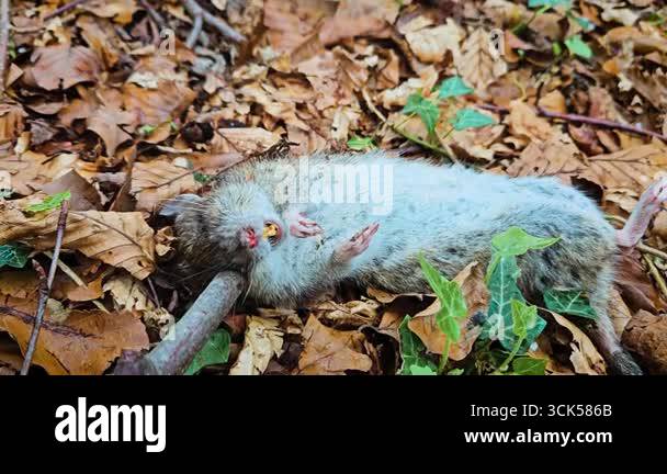 Rat lying dead on leafy ground, showing signs of decay and possible ...