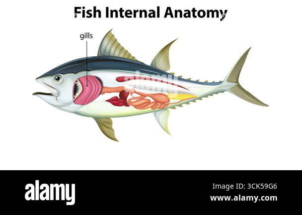 Detailed view of fish internal organs Stock Video Footage - Alamy