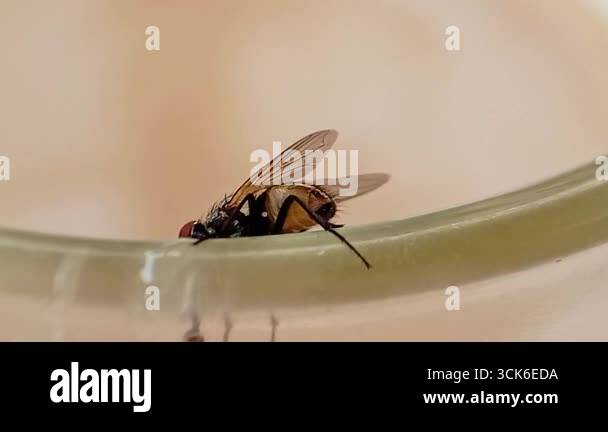 Cochliomyia hominivorax, the New World screw-worm fly, or screw-worm ...