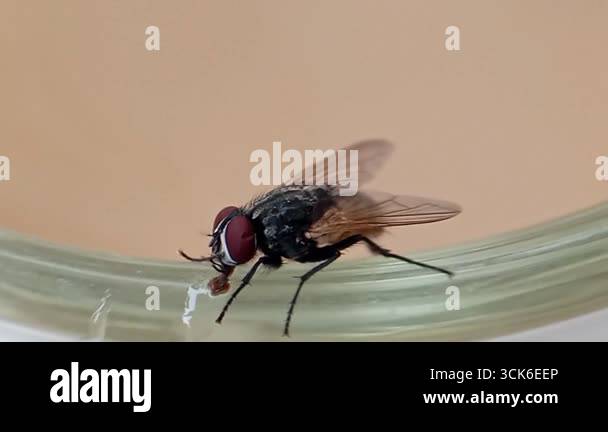 Cochliomyia hominivorax, the New World screw-worm fly, or screw-worm ...