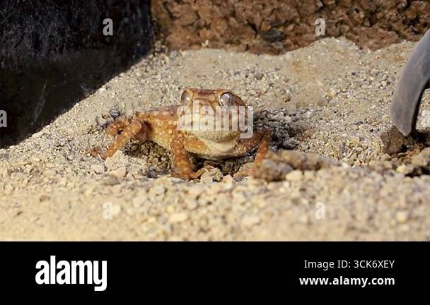 Smiling gecko Stock Videos & Footage - HD and 4K Video Clips - Alamy