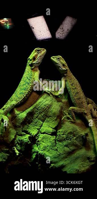 Vertical dragons Stock Videos & Footage - HD and 4K Video Clips - Alamy