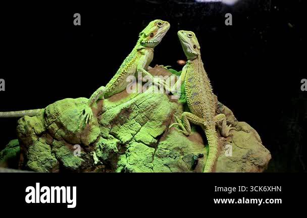 Beautiful lizards exotic domestic Stock Videos & Footage - HD and 4K ...