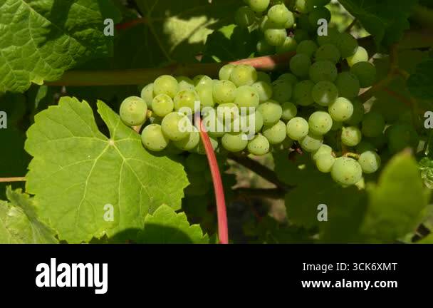 Fresh green grapes developing under the summer sun, symbolizing natural ...