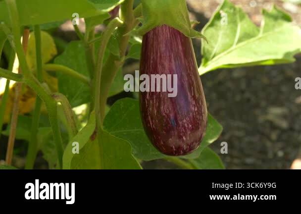 Close-up of a striped purple eggplant aubergine growing on a healthy green plant in a sunlit ...
