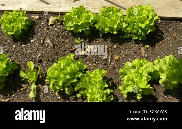 Young green lettuce plants growing in neat rows in nutrient-rich soil ...