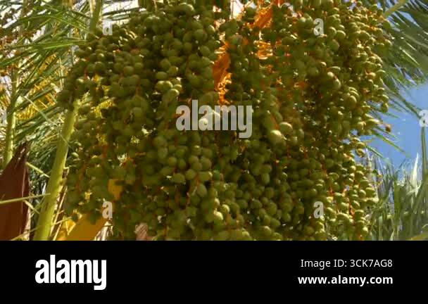 Vivid close-up of a tropical palm tree with hanging green fruit ...