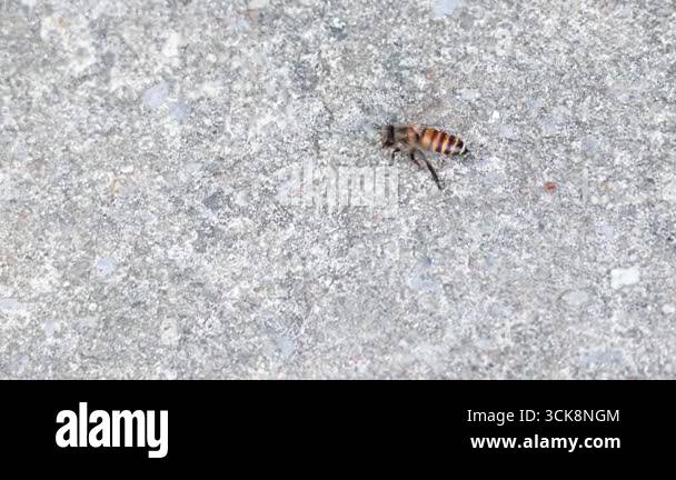 Bee moving on concrete in Bangkok, April 2024 Stock Video Footage - Alamy