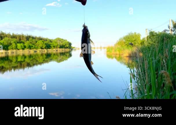 Freshly caught freshwater small crucian carp perch fish fluttering ...