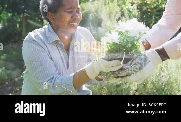 Senior man handing plant pot to woman with animated sparkles guiding ...
