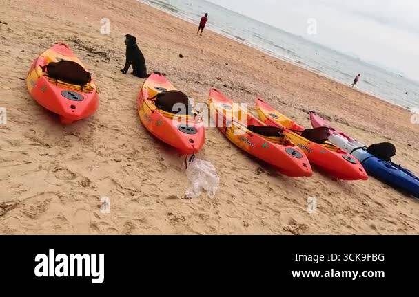 Monkey explores kayaks on a sandy beach Stock Video Footage - Alamy