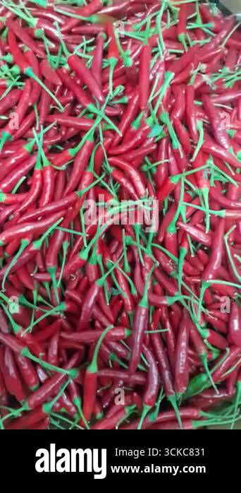 Red chilli isolated on Stock Videos & Footage - HD and 4K Video Clips ...