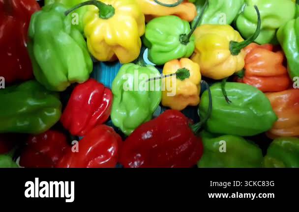 Capsicum chinense peppers Stock Videos & Footage - HD and 4K Video ...
