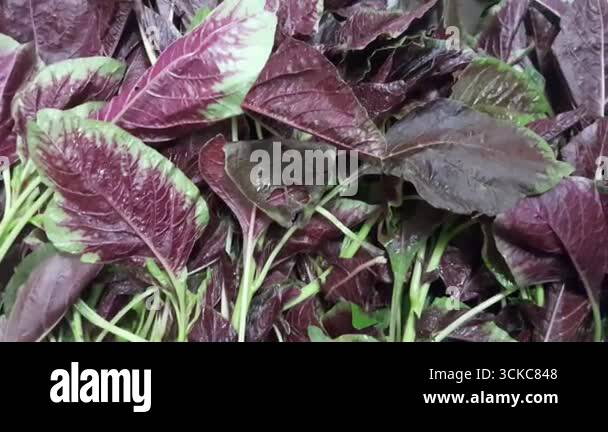 Chinese stem spinach amaranth vegetable video footage. Healthy spinach ...