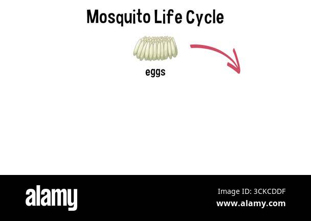 Mosquito adaptation Stock Videos & Footage - HD and 4K Video Clips - Alamy