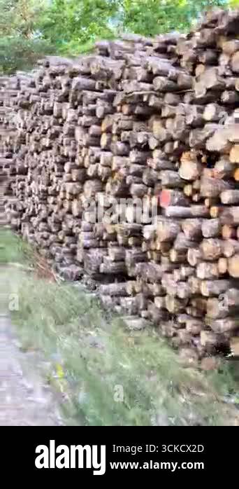 A tall wall of sawn pine logs, neatly stacked. Some logs have blue and ...