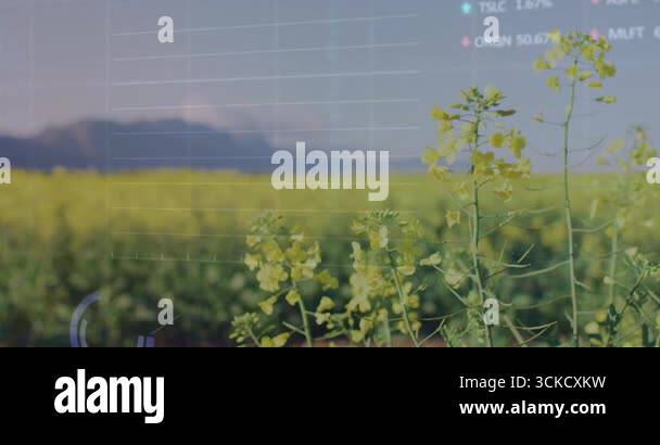 As data labels fading in over yellow blooms, grid expanding and chart rotating to visualize ...