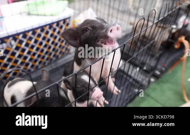 Mini pigs eagerly eating carrots in a cage Stock Video Footage - Alamy
