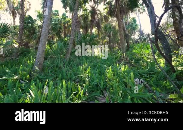 Tropical rainforest ecosystem. Florida jungles with green palm trees ...