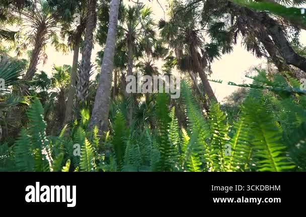 Sunny tropical jungle in southern Florida. Dense rainforest ecosystem ...