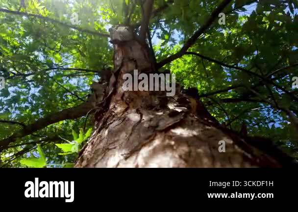 View from below of maple trunk with cracked bark and dense green canopy ...
