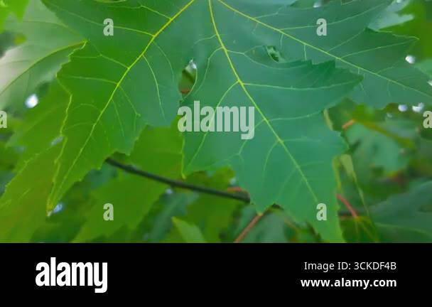 Botanical illustration of maple leaves: characteristic lobed shape with ...