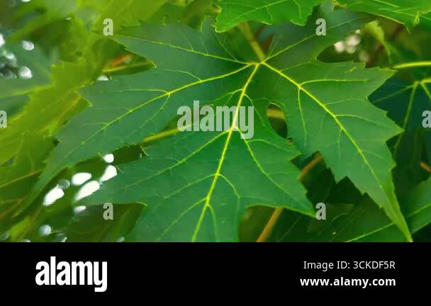 Botanical illustration of maple leaves. Close-up of green maple leaves ...