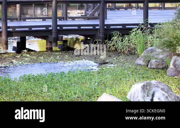 Water splash under bridge at botanic gardens Stock Video Footage - Alamy