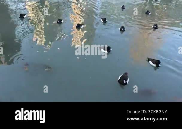 Ducks and fish swimming together in a pond Stock Video Footage - Alamy